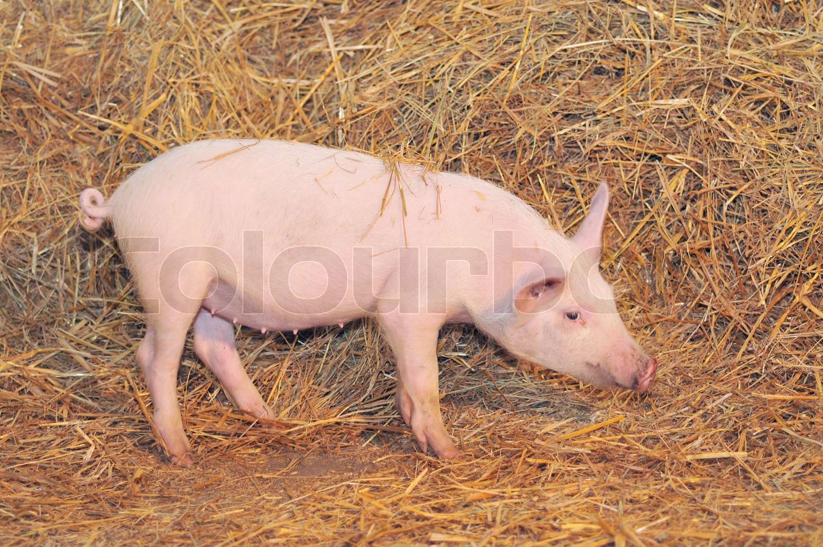 Pig Stock Image Colourbox