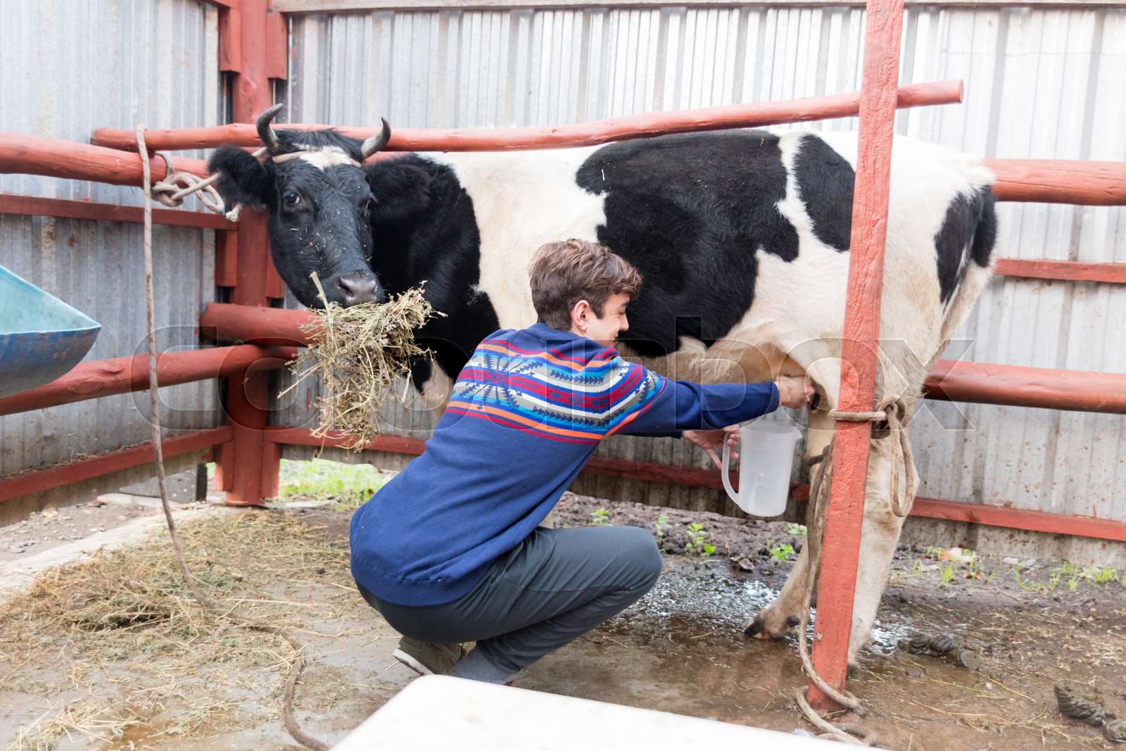 Farmer Milking Cow Stock Image Colourbox