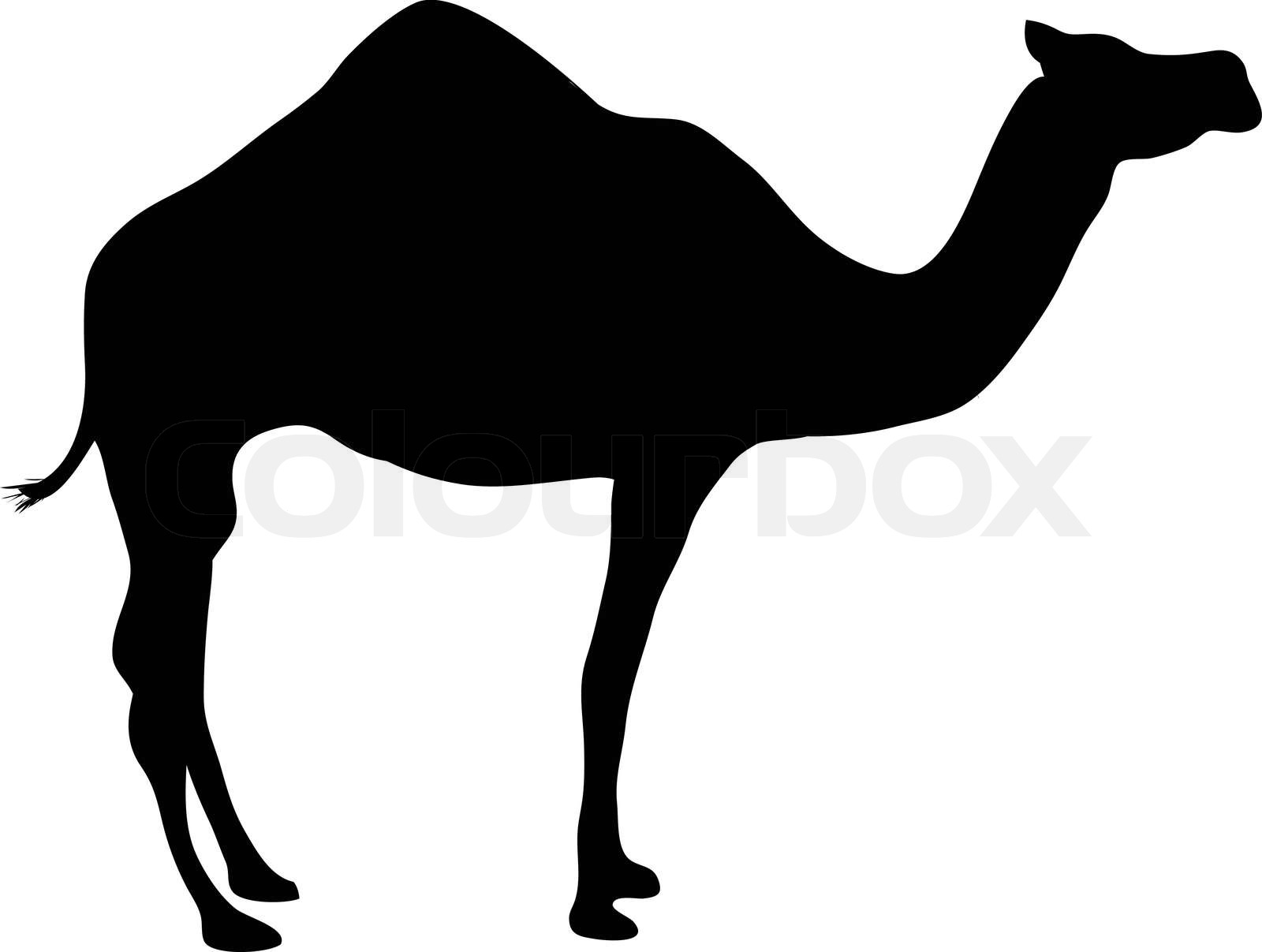 Camel Silhouette Stock Vector Colourbox