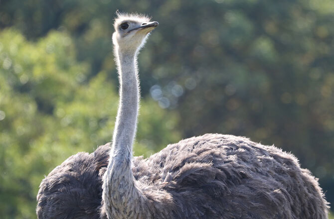 ダチョウがやってくる！＆動物ふれあい広場 川越 川越市 子供とお出かけ情報「いこーよ」