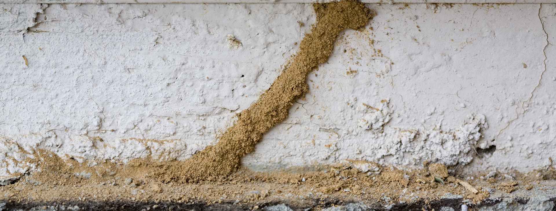 Signs Of Termites And White Ants Pest Control Termitrust