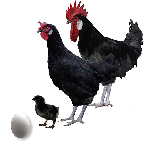 Gallina Castellana Negra