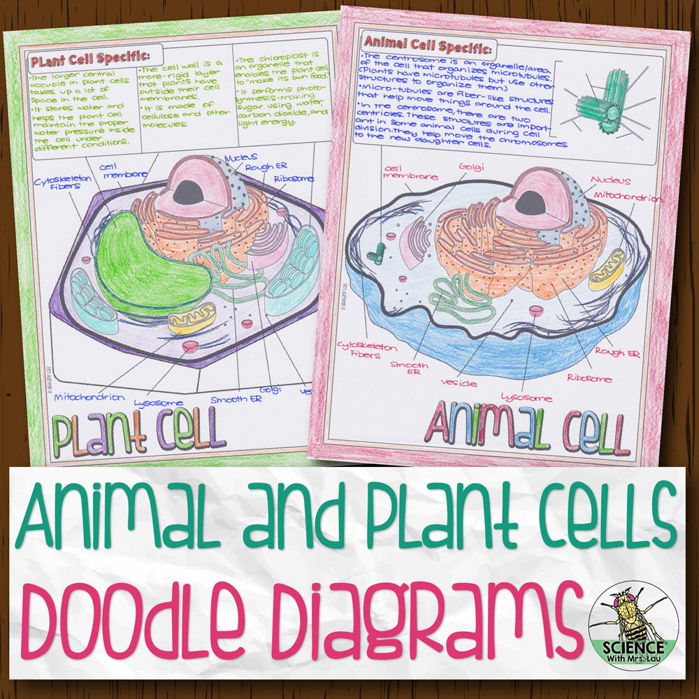 Top 198 Animal And Plant Cell Diagram Worksheet