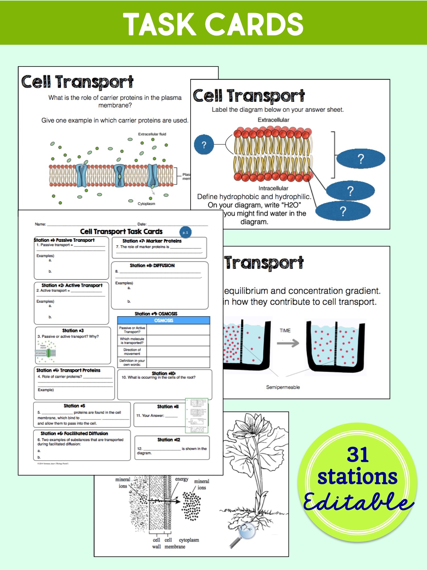 39 Cell Transport Review Worksheet Answer Key Worksheet Online