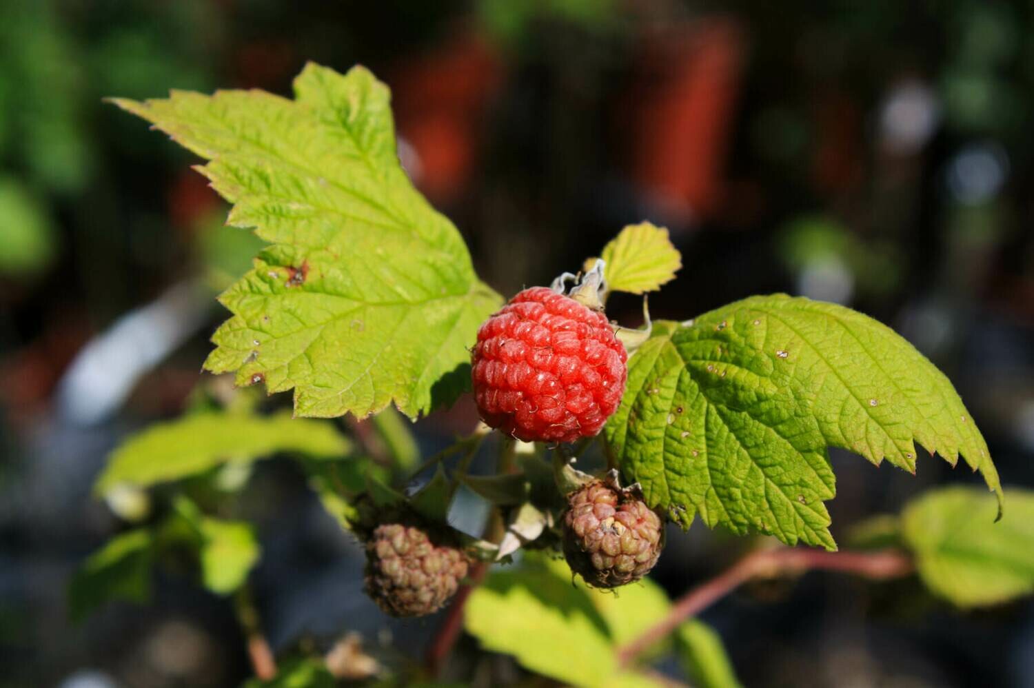 Store — Rubus Idaeus Wild Red Raspberry — Ontario Native Plant