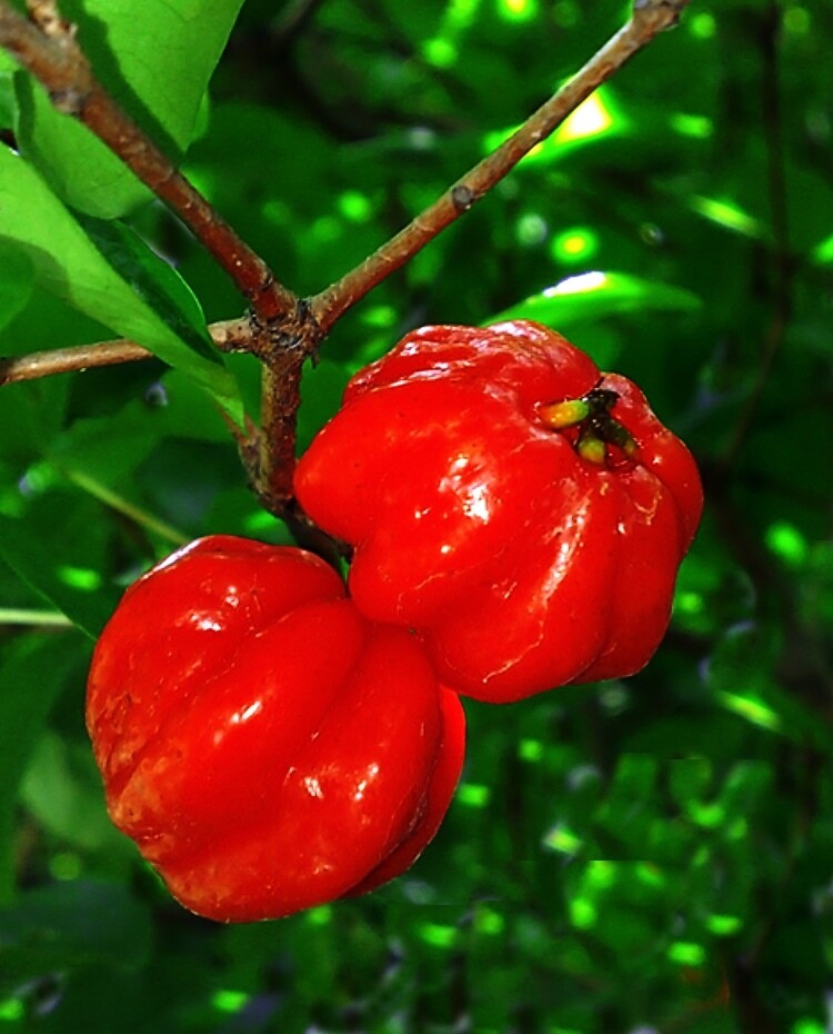 Cherry Surinam Red Seeds Eugenia Uniflora