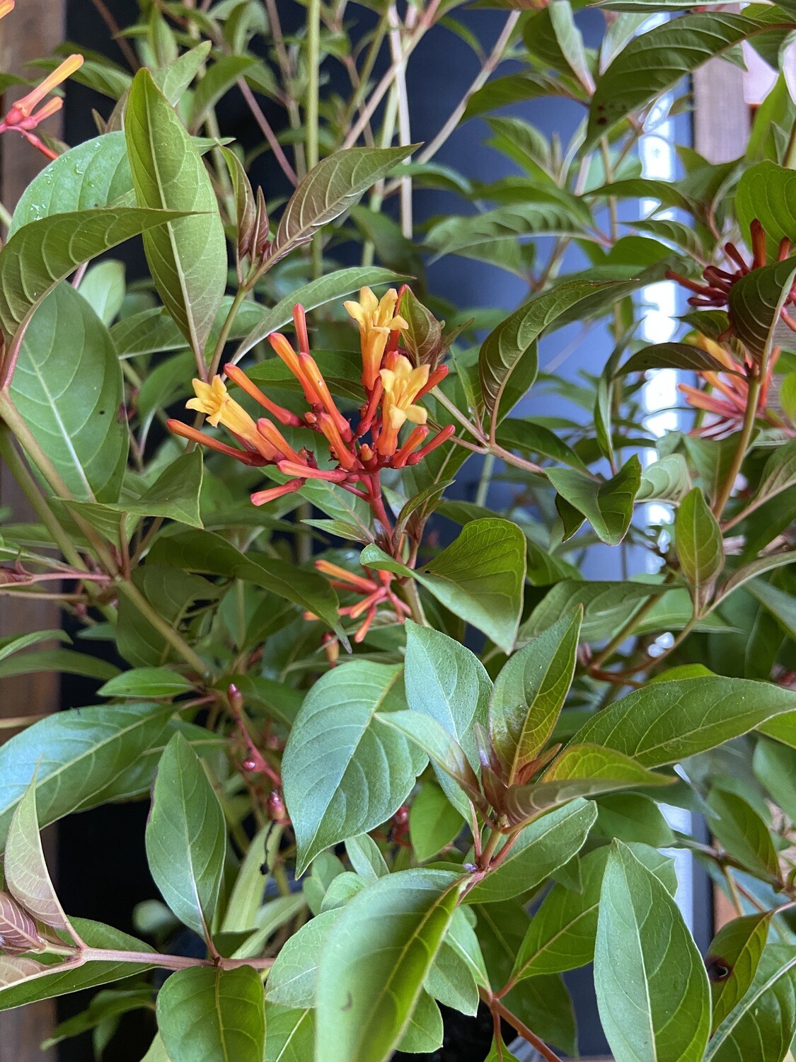 Firebush Hamelia Patens 3g