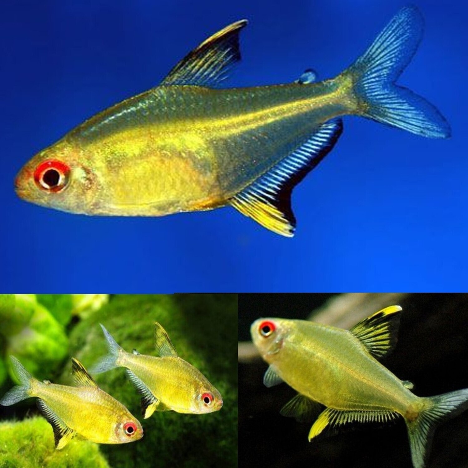 Lemon Tetra Fish Hyphessobrycon Pulchripinnis