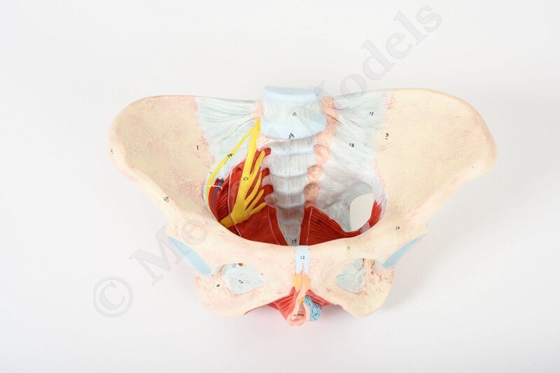 Female Pelvis Floor With Muscles Ligaments And Nerves Anatomical Model