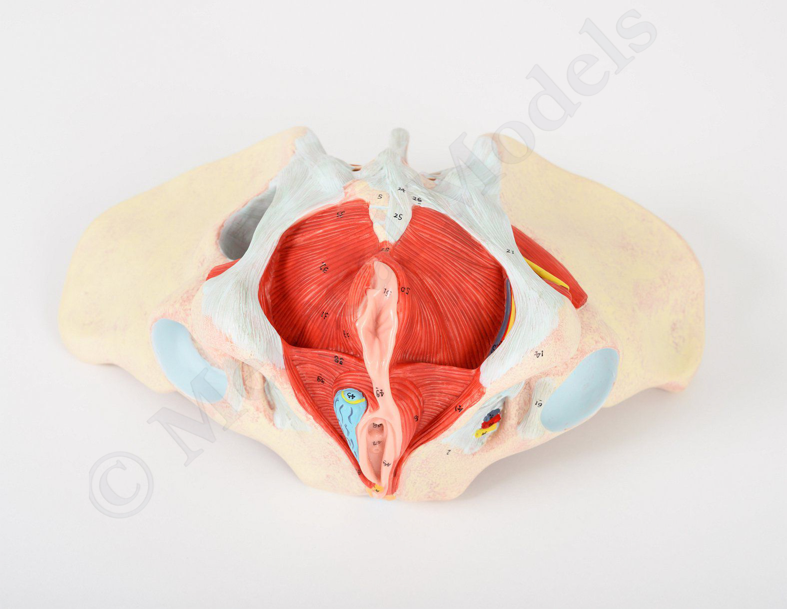 Female Pelvis Floor With Muscles Ligaments And Nerves Anatomical Model