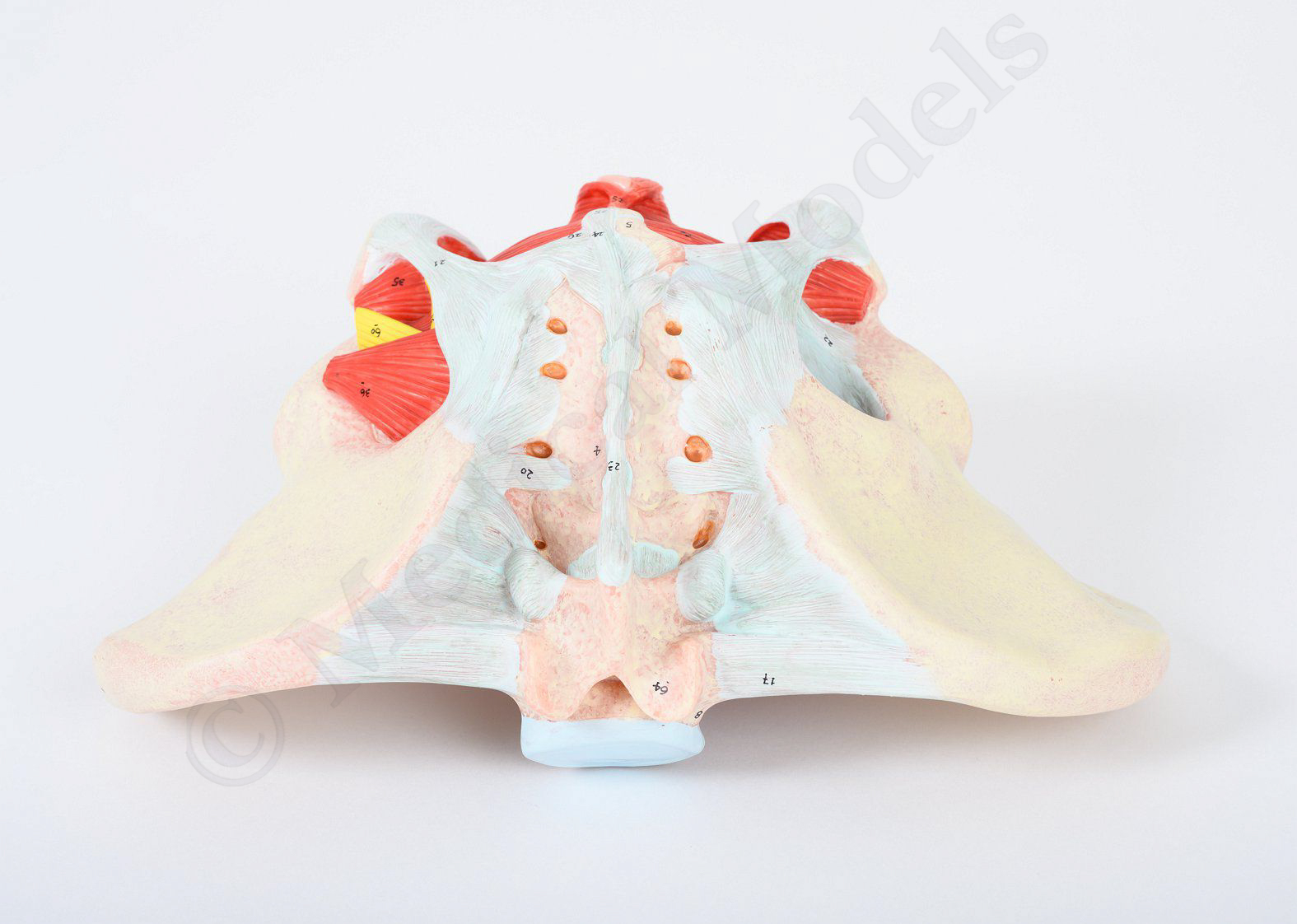 Female Pelvis Floor With Muscles Ligaments And Nerves Anatomical Model