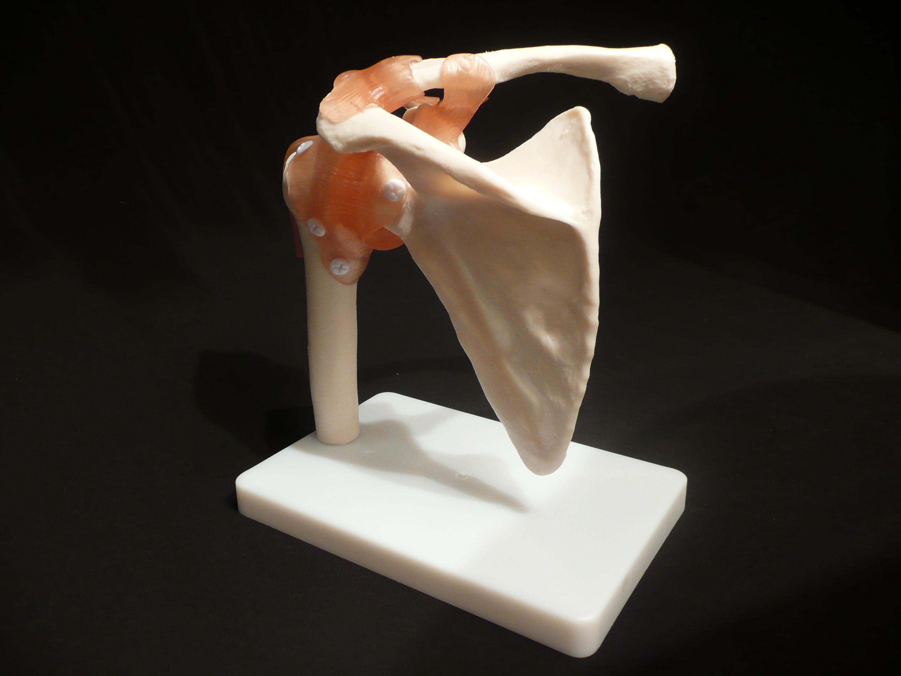 Life Size Anatomical Human Shoulder Joint Model Joints Products