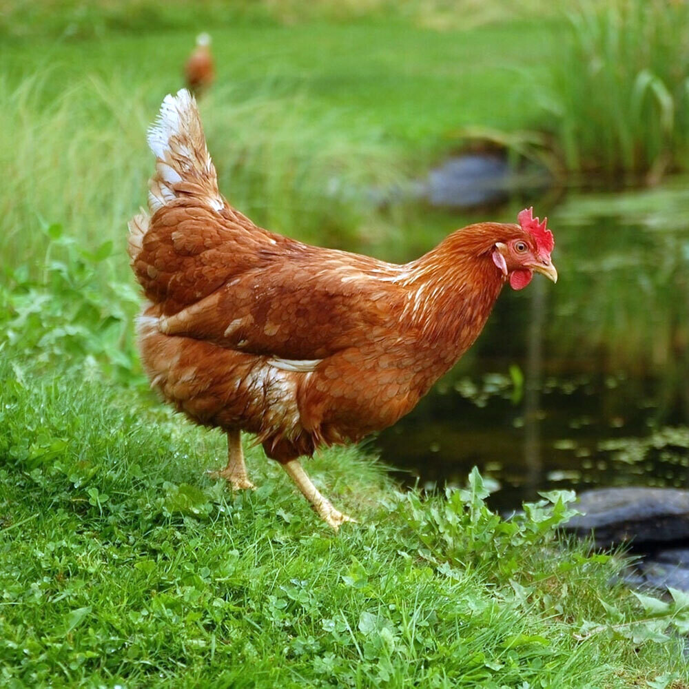 Red Sex Link Chicks Female Store Green Pasture Farm And Hatchery