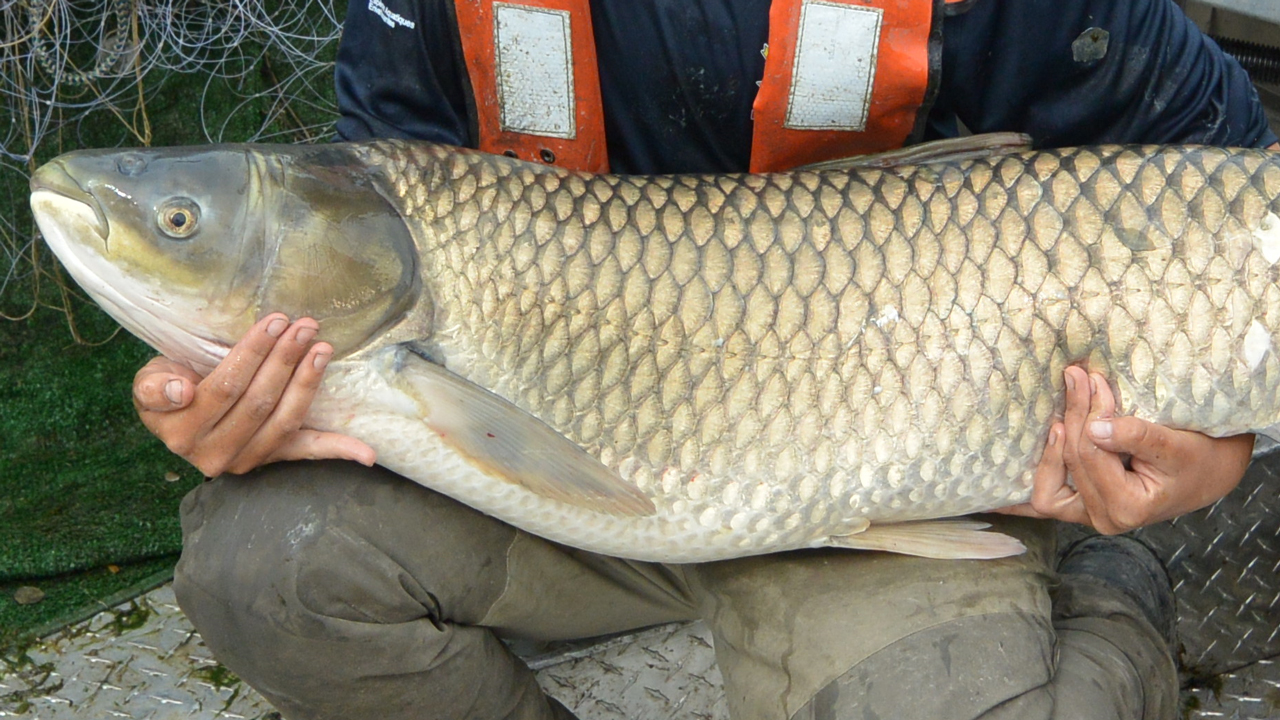 Huge Grass Carp