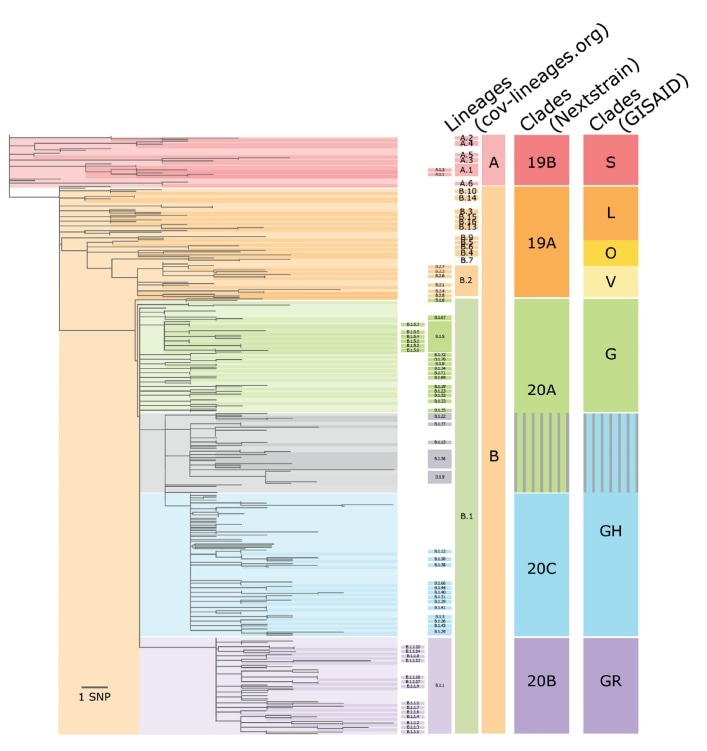 Viral Clades Of Sars Cov 2