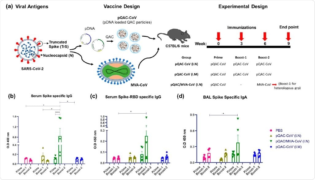 Sars Cov 2 Dna Vaccine Tested In Animal Model