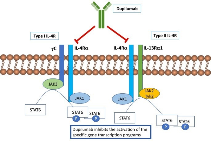 Interleukin 4 Receptor Il 4r A Drug Target With Massive Potential