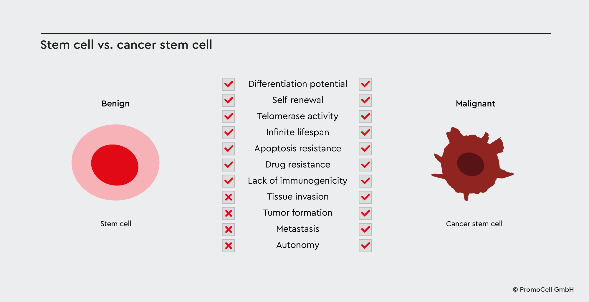 Cancer Stem Cells And Their Relation To Tumor Biology