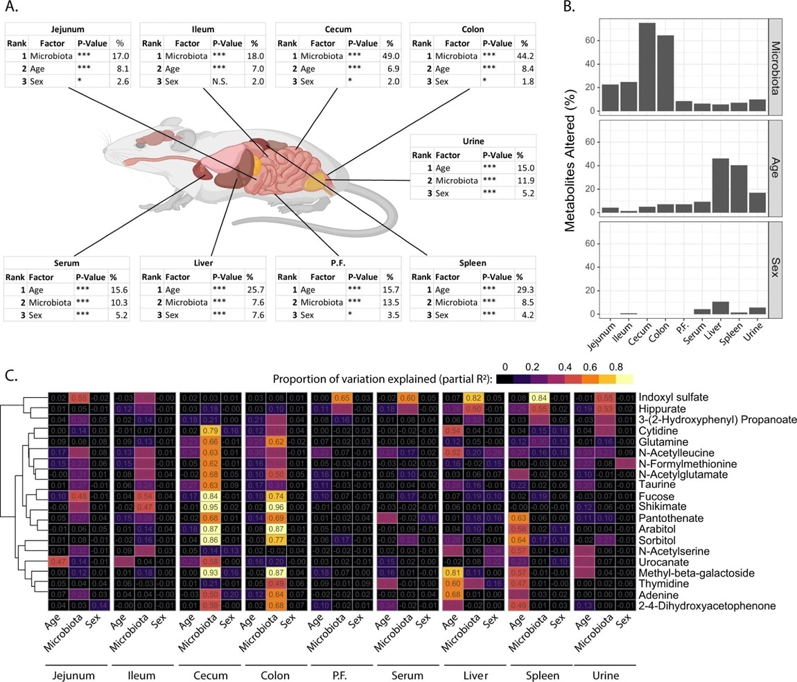 Age And Sex Determine The Effects Of Microbiota On Mices Metabolome