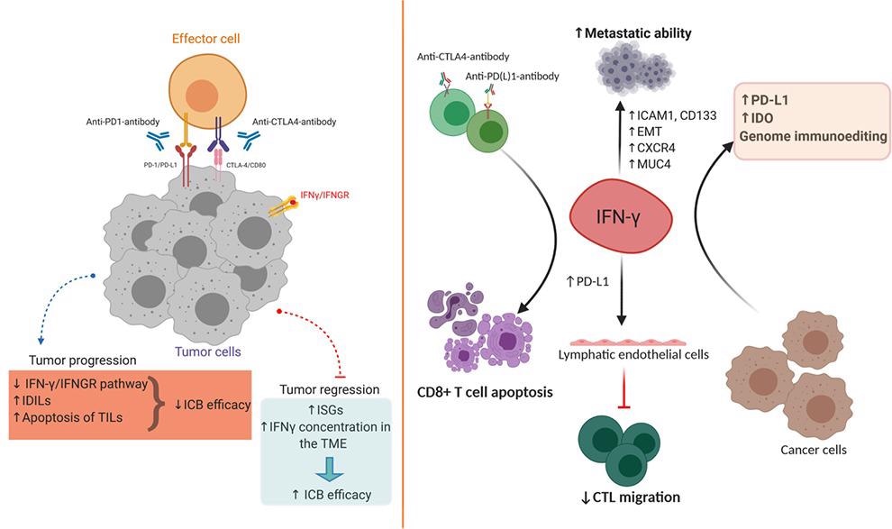 Ifn γ Targeted Antibodies For Detection And Monitoring