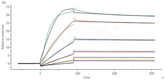 Ifn γ Targeted Antibodies For Detection And Monitoring