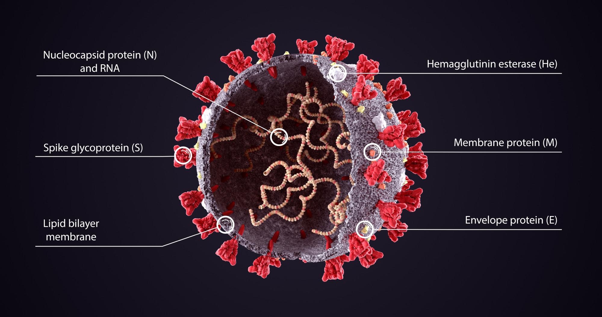 Sars Cov 2 Nucleocapsid Protein Linked To Covid 19 Severity