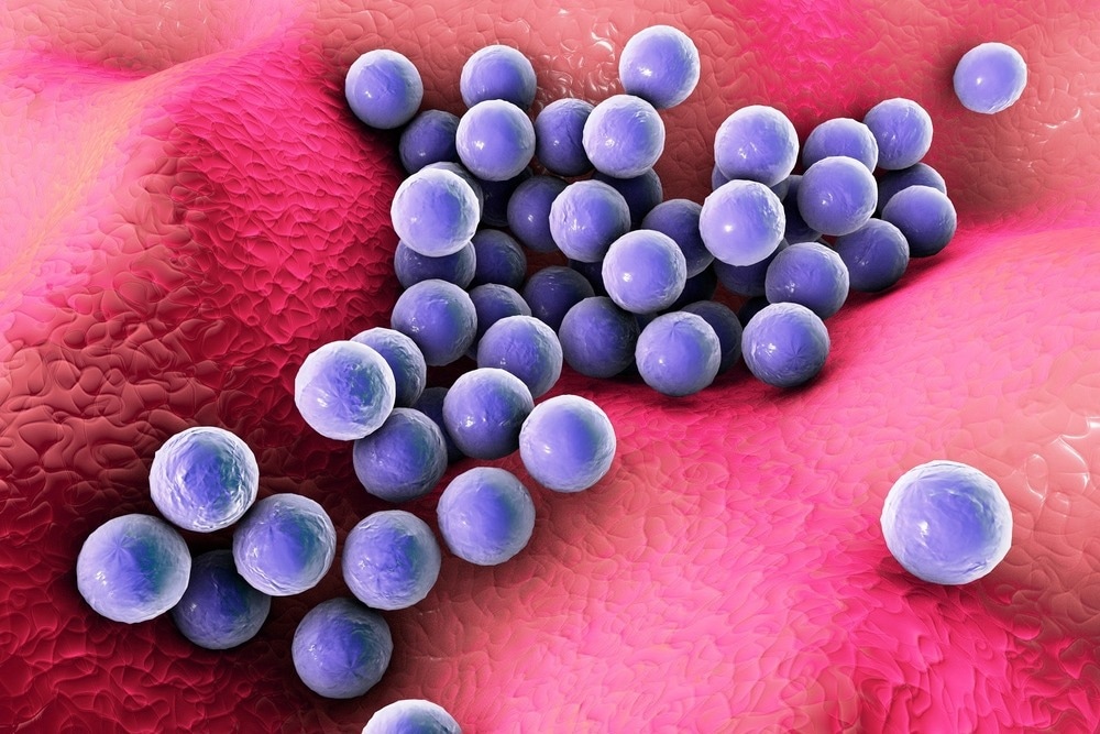 Staphylococcus Aureus Bacteria