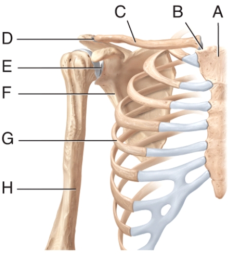 The Pectoral Girdle Consists Of 2 Bones Labeled And