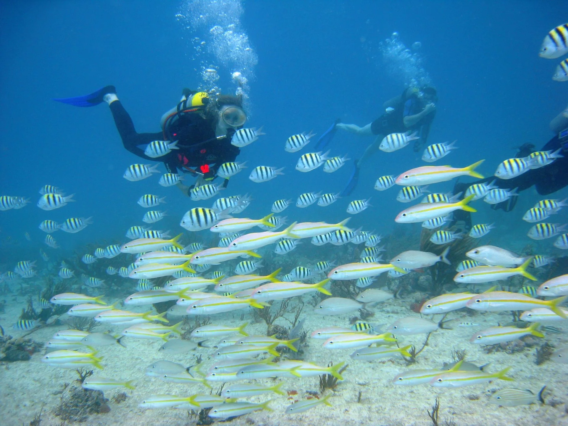 Playa Scuba Dive Center Playa Del Carmen Padi Dive Center