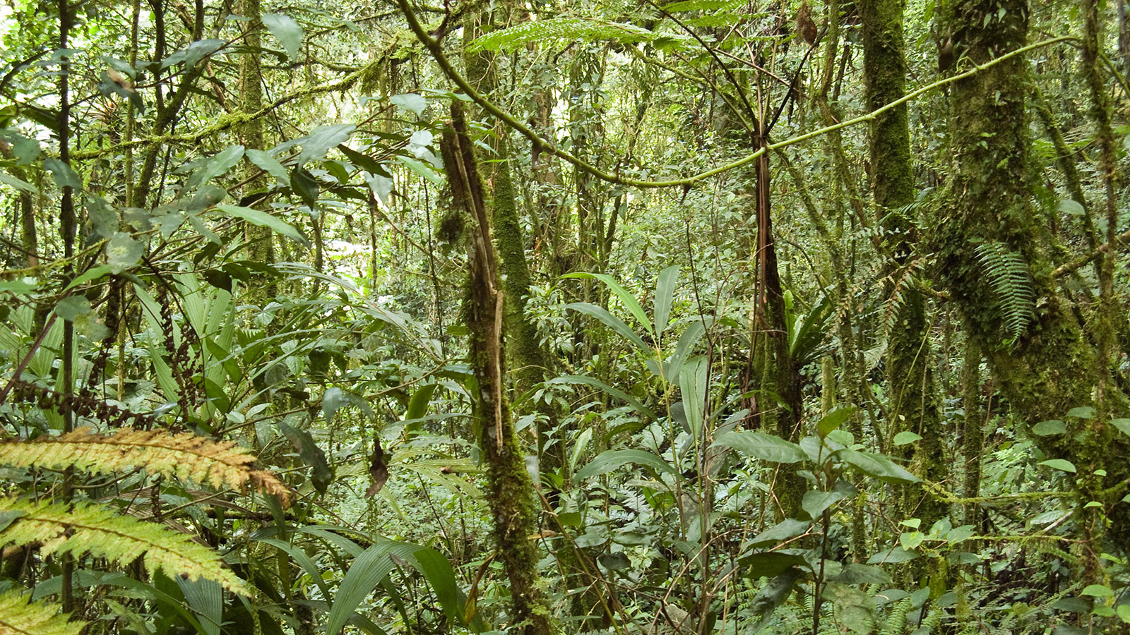 Index Ranks Rainforests Vulnerability To Climate And Human Impacts