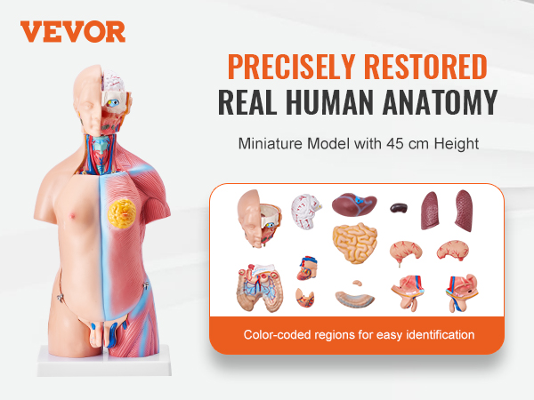 Vevor Human Body Model 23 Parts 18 Inch Human Torso Anatomy Model