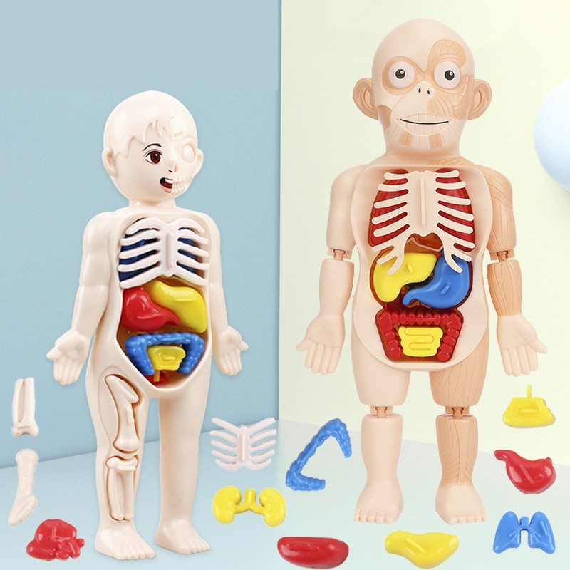 Quebra Cabeça 3d De Montagem Diy Modelo De Anatomia Do Corpo Humano