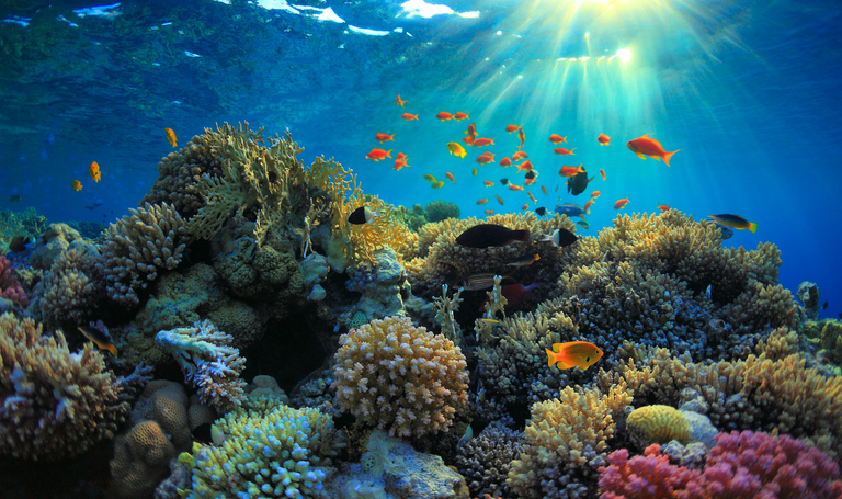 Most Beautiful Coral Reefs In The World