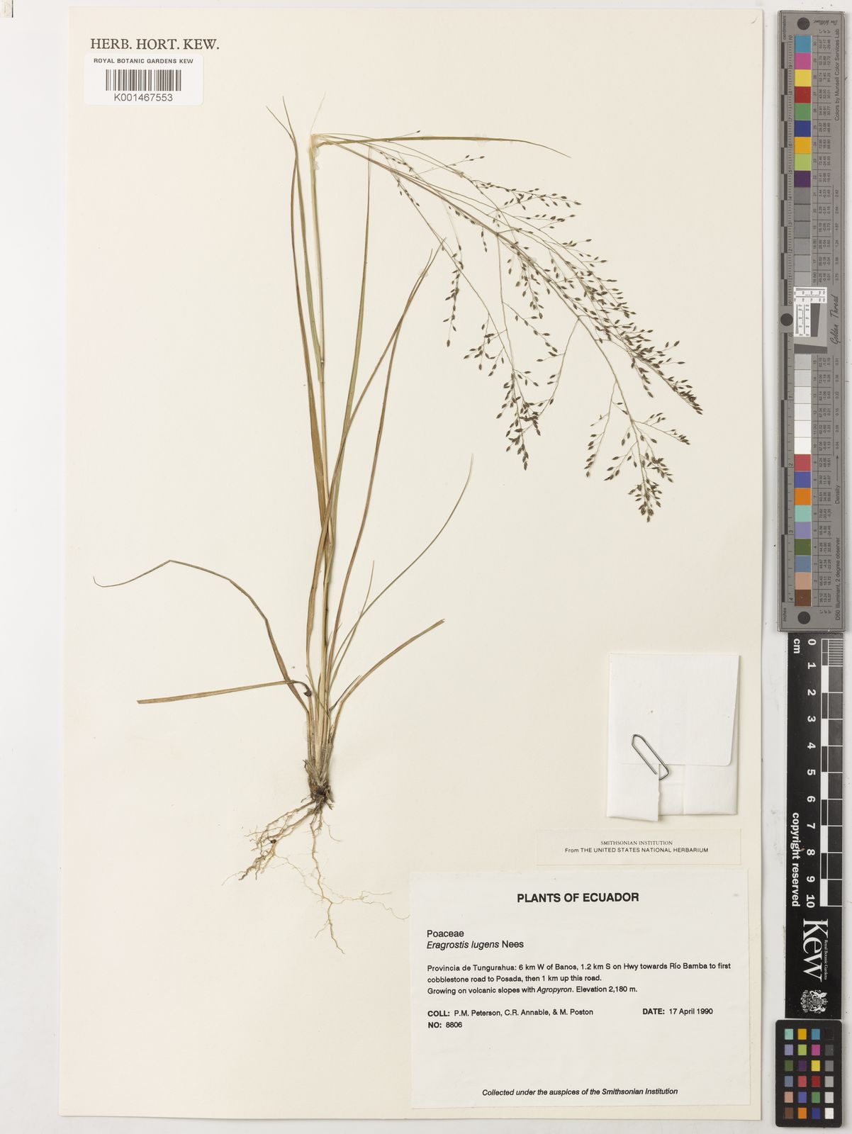 Eragrostis Lugens Nees Plants Of The World Online Kew Science