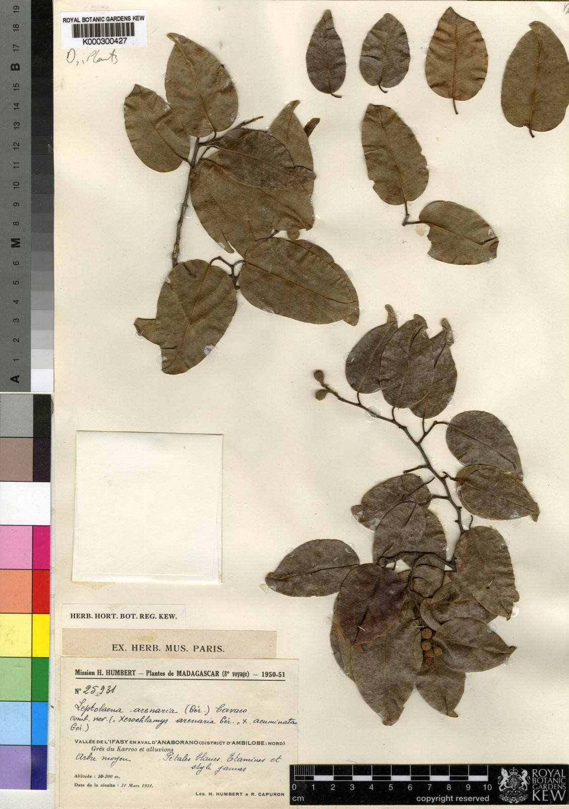 Sarcolaenaceae Caruel Plants Of The World Online Kew Science