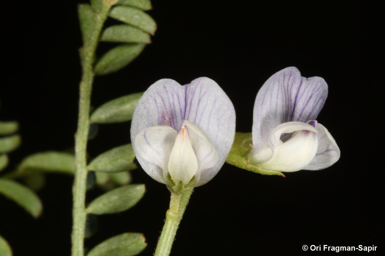 Vicia Ervilia L Willd Plants Of The World Online Kew Science