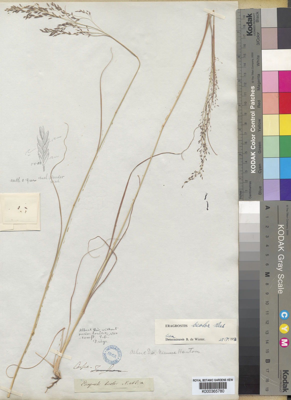 Eragrostis Bicolor Nees Plants Of The World Online Kew Science