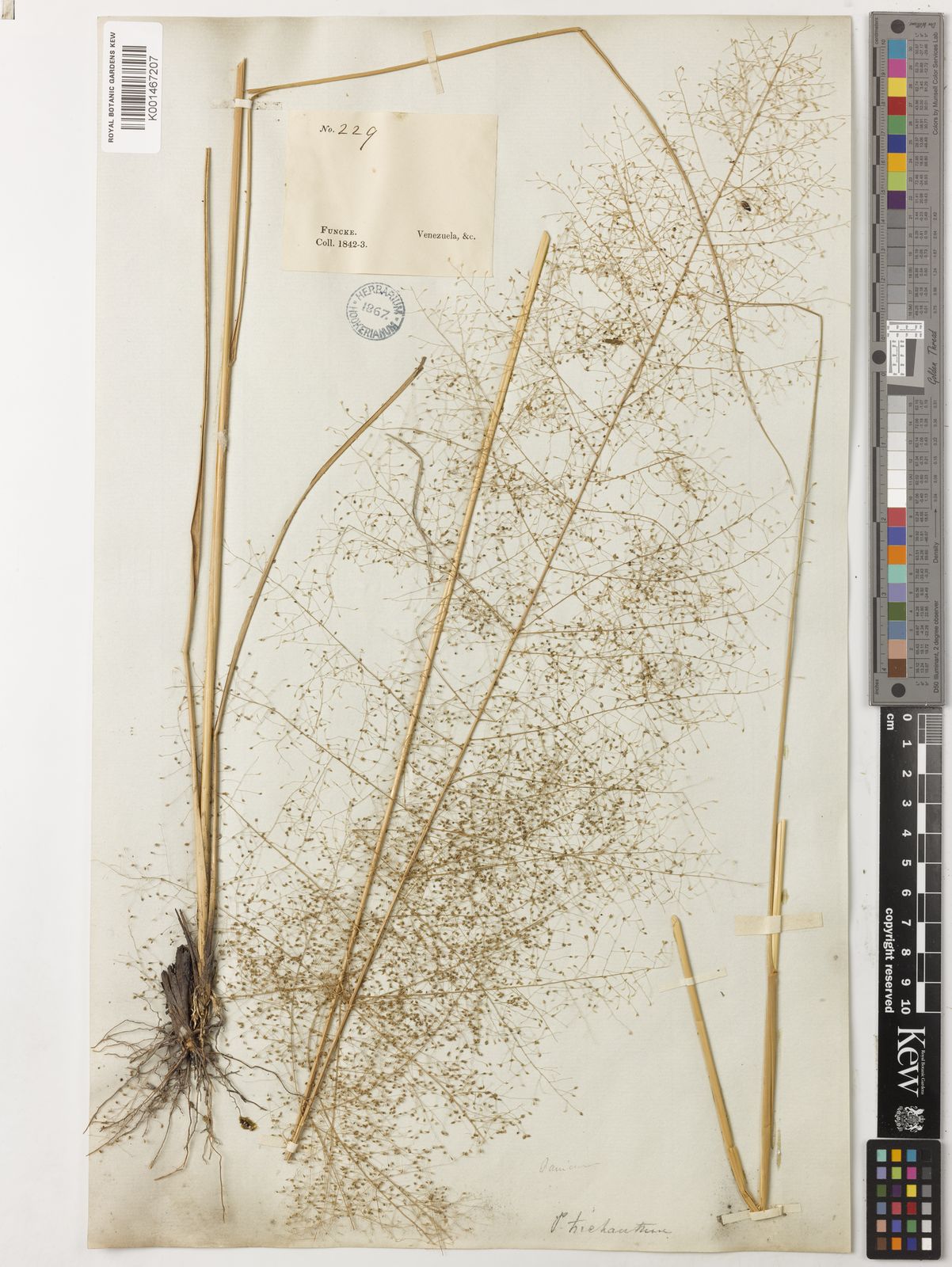 Eragrostis Airoides Nees Plants Of The World Online Kew Science