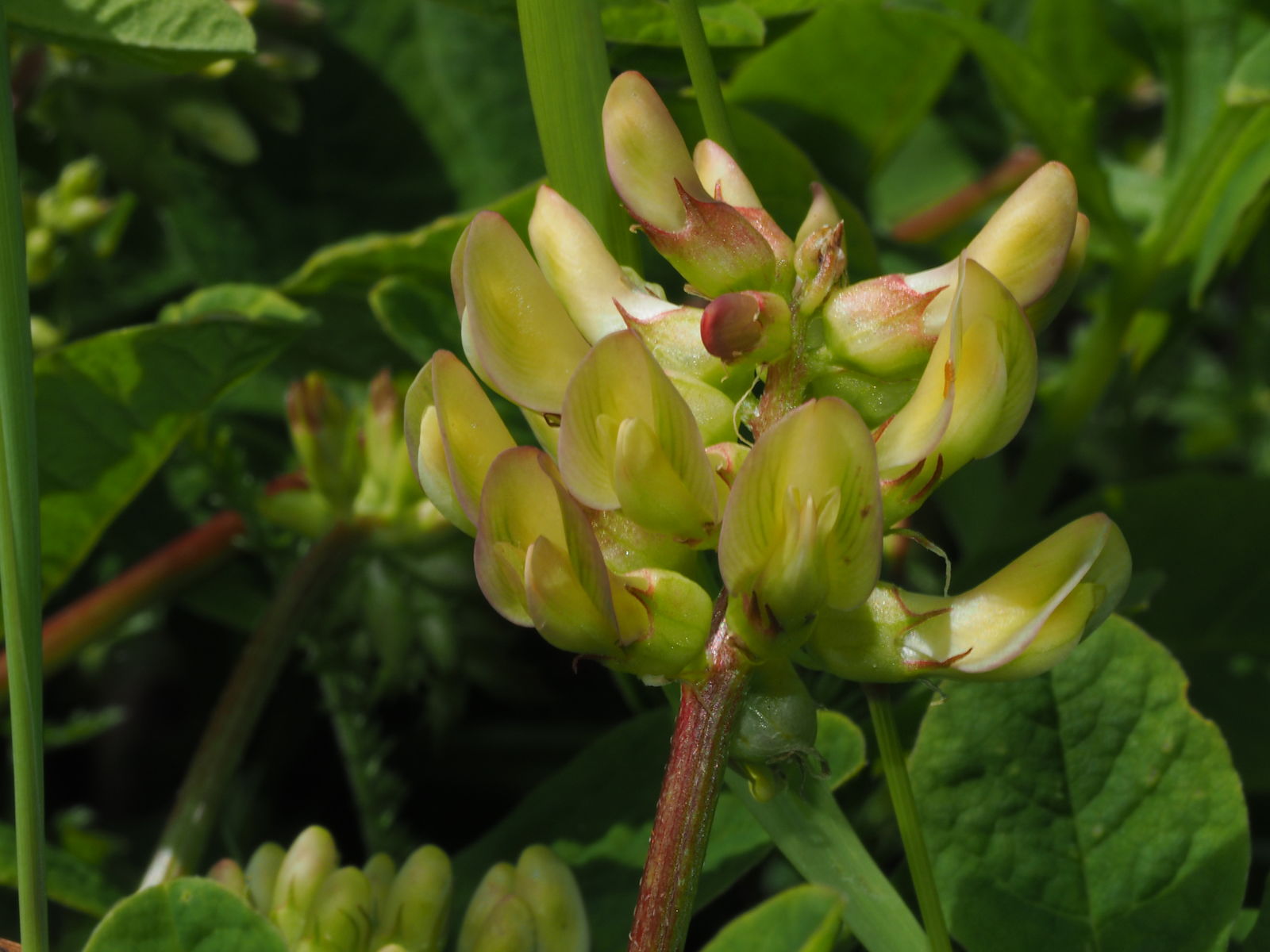 Astragalus Glycyphyllos L Plants Of The World Online Kew Science