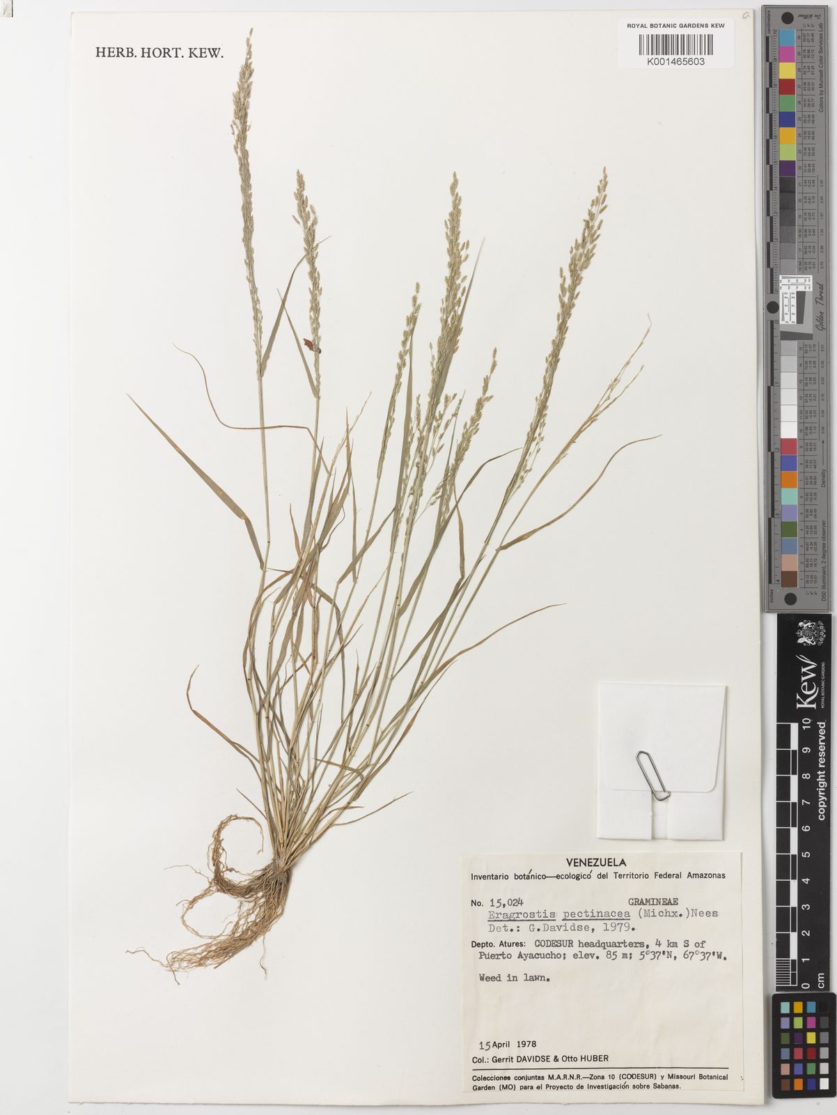 Eragrostis Pectinacea Michx Nees Plants Of The World Online Kew