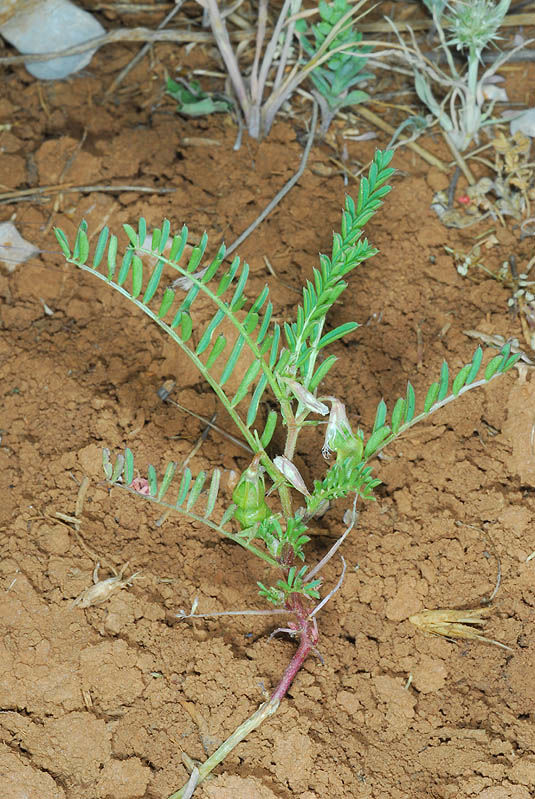 Vicia Ervilia L Willd Plants Of The World Online Kew Science