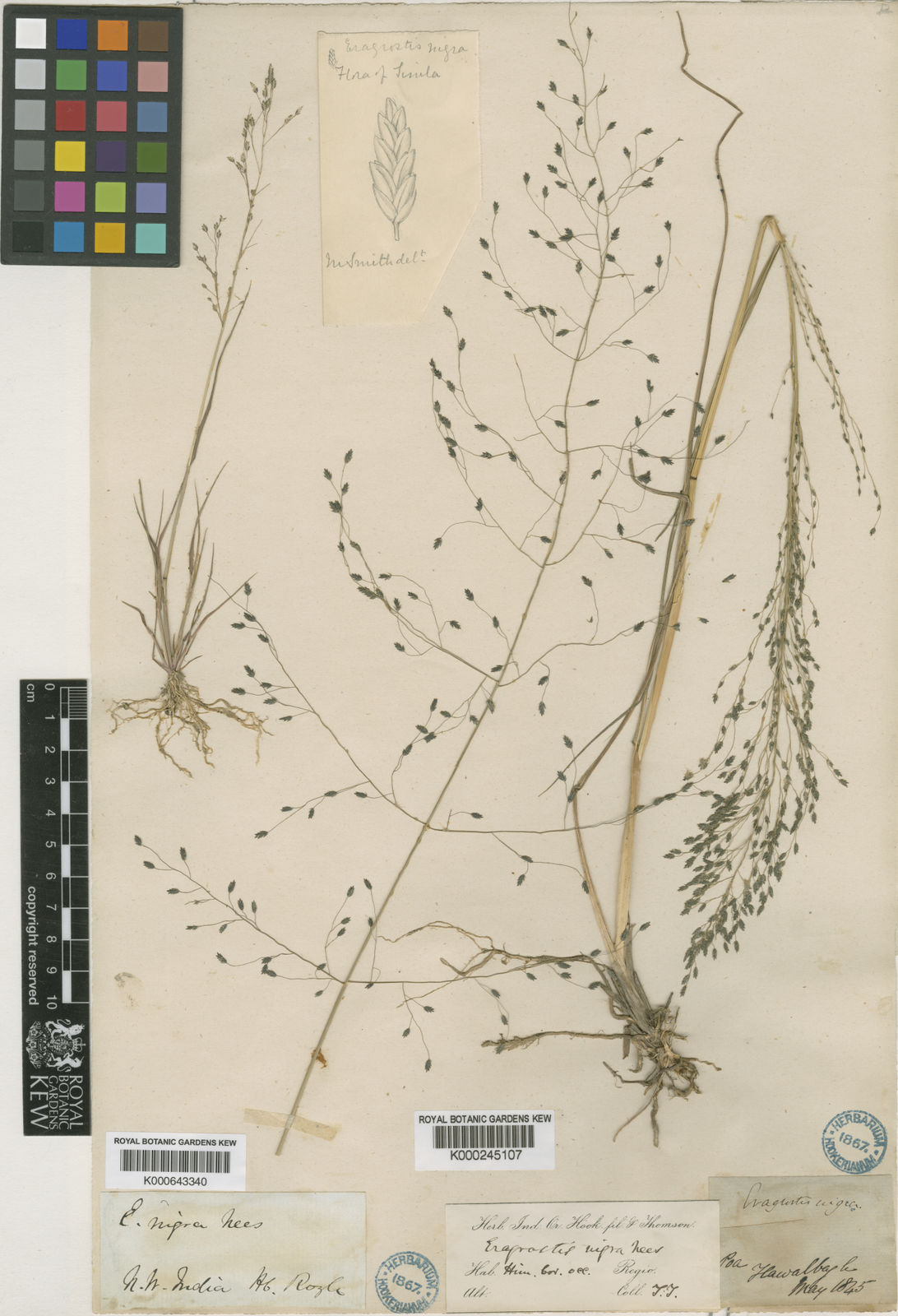 Eragrostis Nigra Nees Ex Steud Plants Of The World Online Kew Science