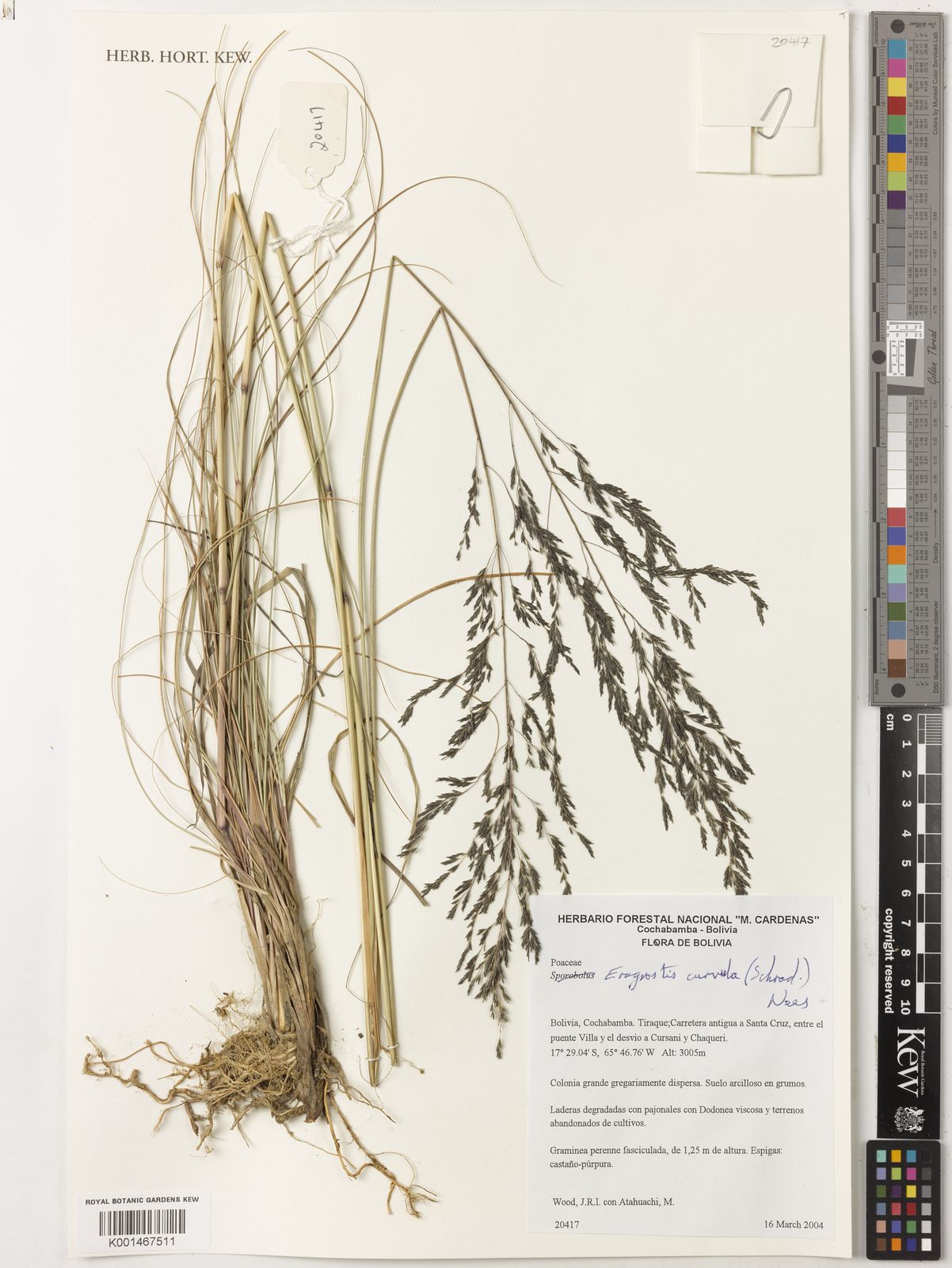 Eragrostis Curvula Schrad Nees Plants Of The World Online Kew