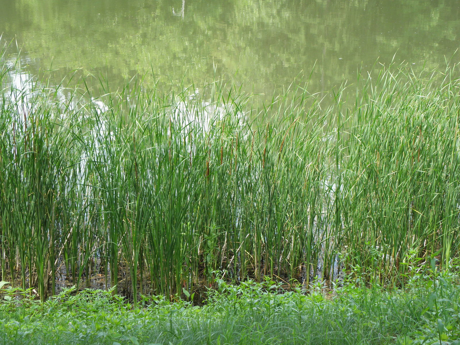 Typha Angustifolia L Plants Of The World Online Kew Science