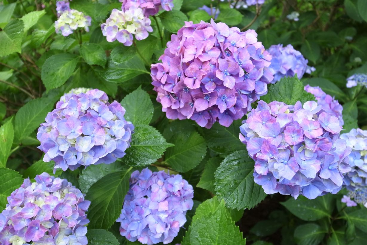 梅雨に咲く花15選｜雨に強いおすすめの花を一覧で紹介！ となりのカインズさん