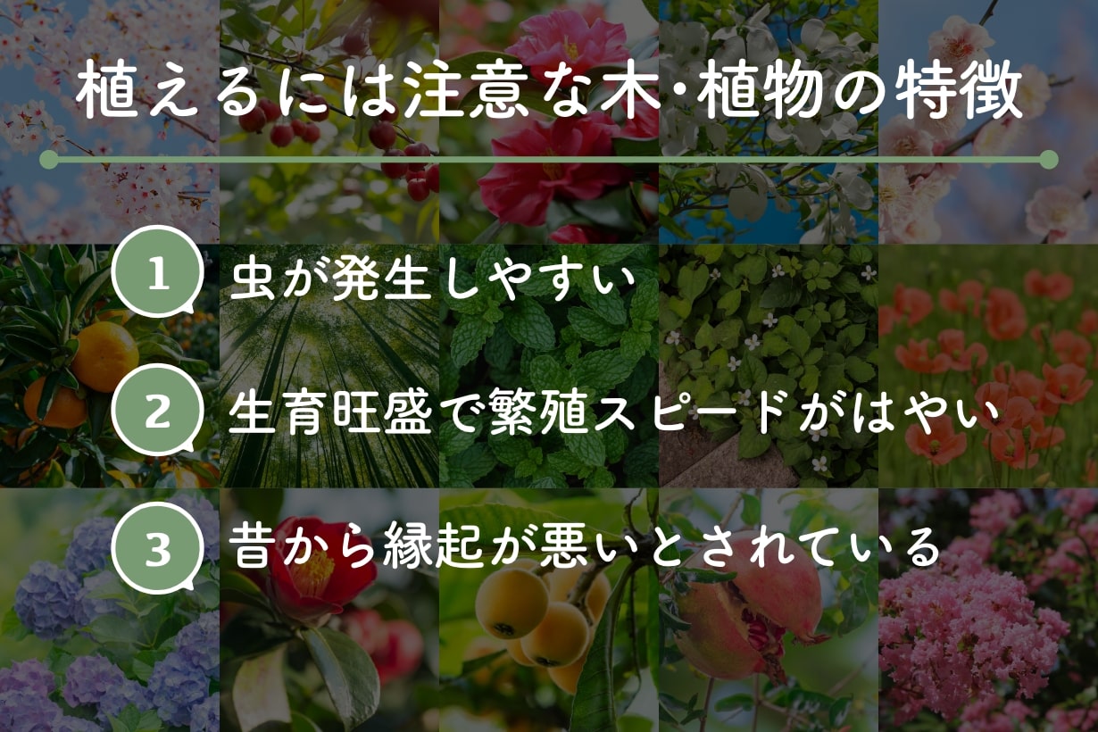 【植える前に要チェック】庭に植えてはいけない木・植物15選 となりのカインズさん