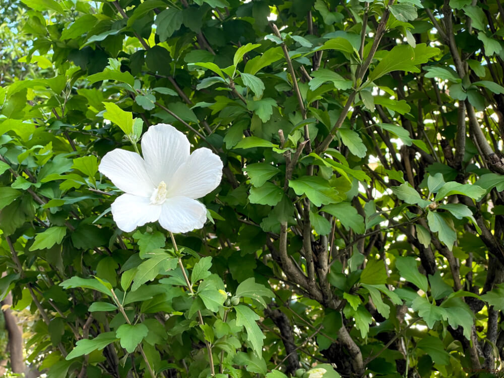 梅雨に咲く花10選！雨に強くてきれいに咲く花の種類は？ Horti 〜ホルティ〜 By Greensnap