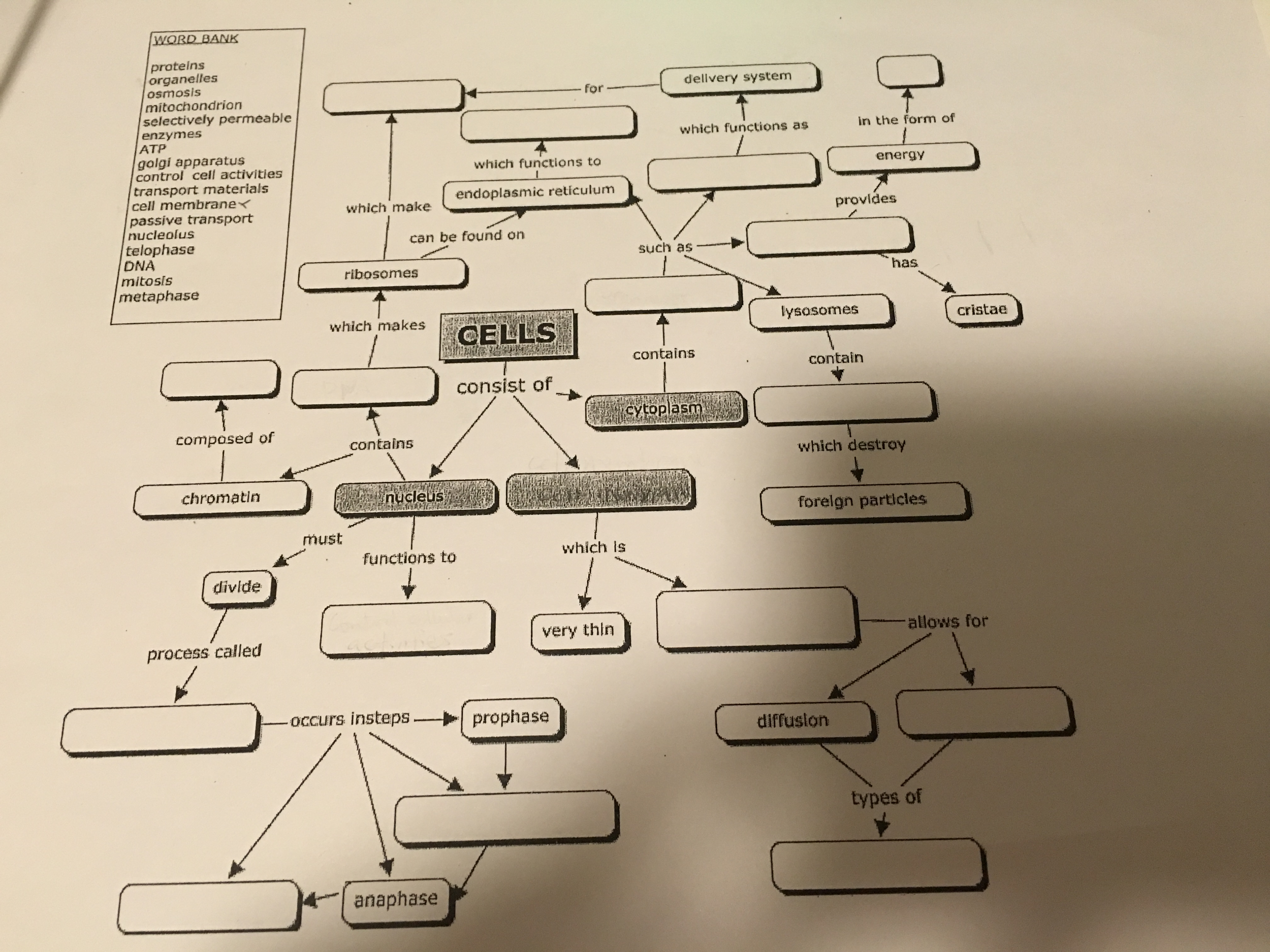 Understanding Cell Concept Map Answer Key A Beginners Guide Map Of