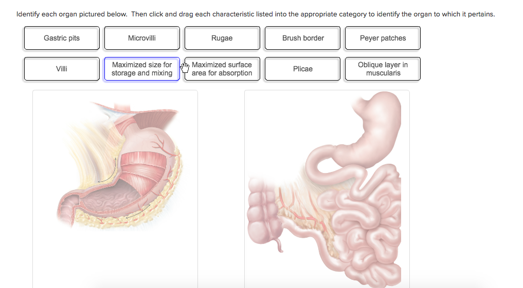 Solved Ldentify Each Organ Pictured Below Then Click And