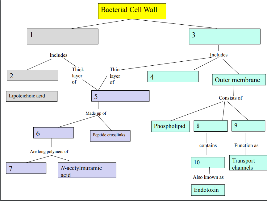 Bacterial Cell Wall Concept Map Map